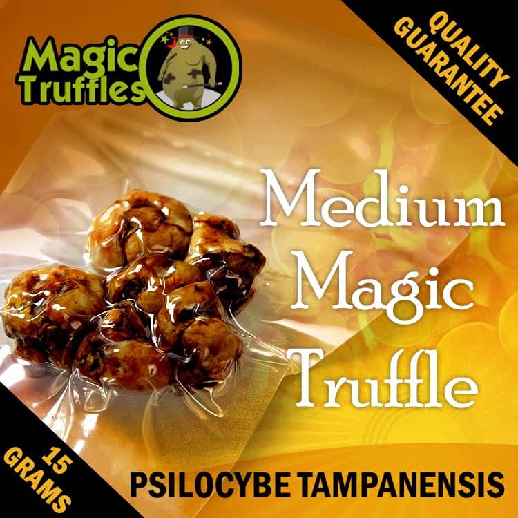 Tampanensis psilocybe magic truffles